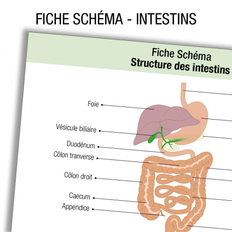 Fiche IDE Anatomie Intestin Schema - label-blouse.net