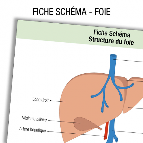 Fiche révision étudiant infirmier Anatomie Foie Schema - label-blouse.net