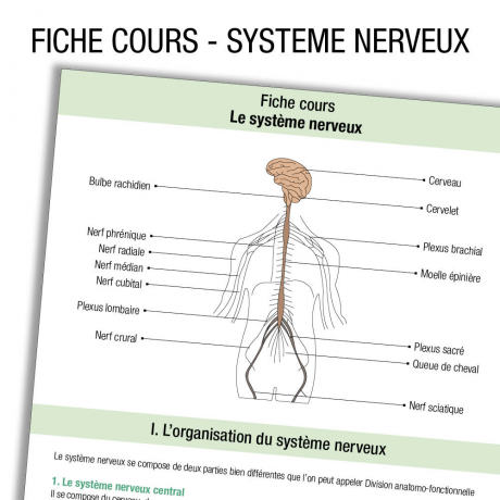 Fiche révision étudiant infirmier Anatomie Systeme nerveux Cours ...