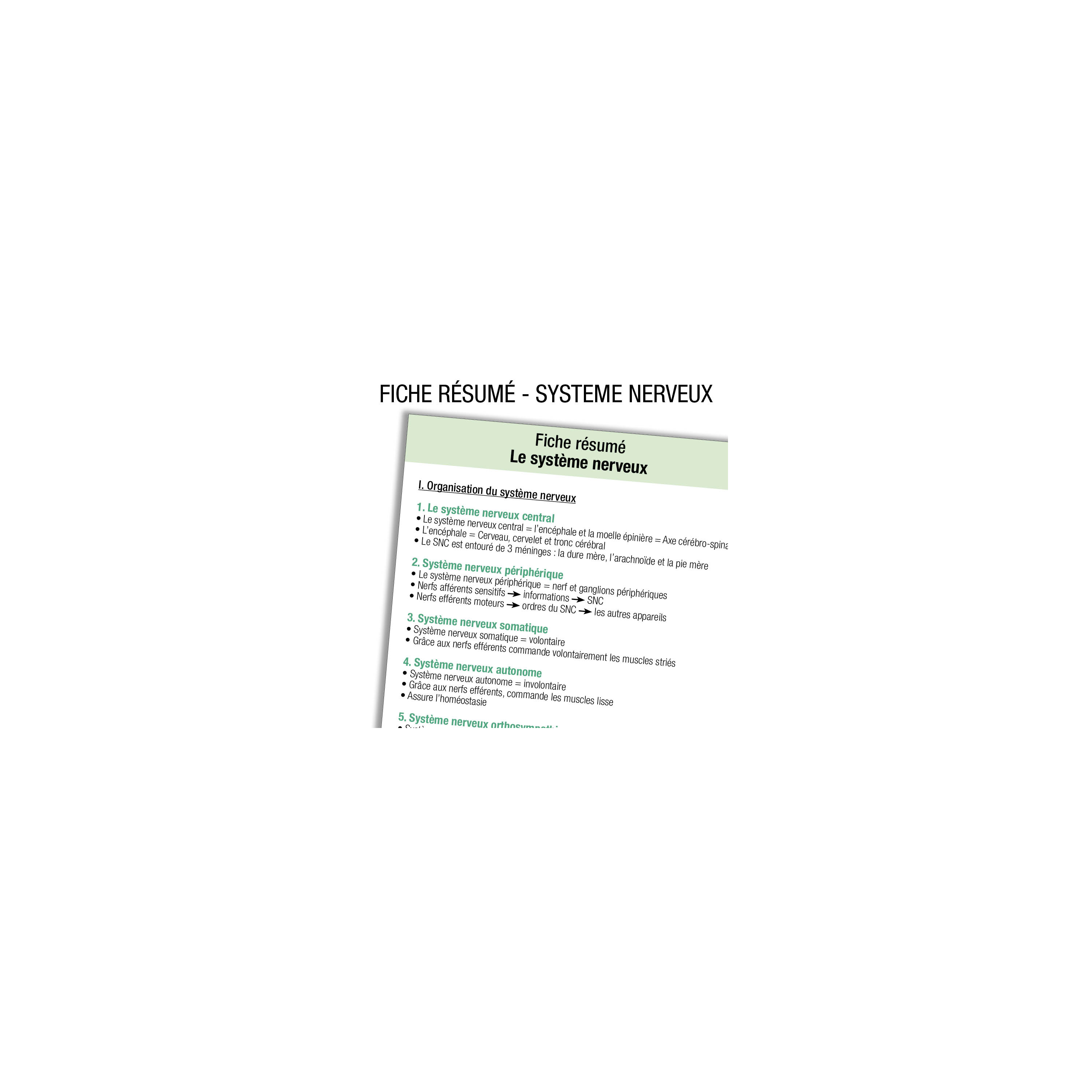 Fiche révision étudiant infirmier Anatomie Systeme nerveux Résumé