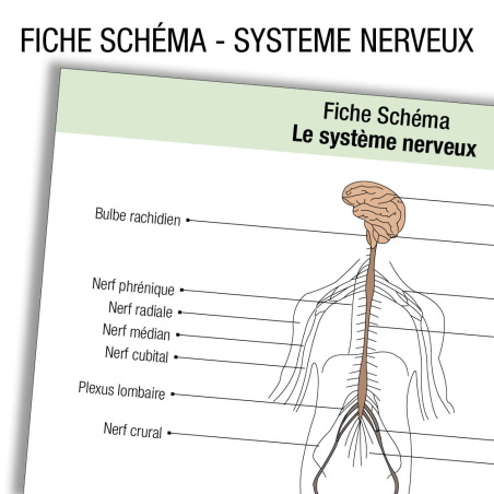 Fiche révision étudiant infirmier Anatomie Systeme nerveux Schema