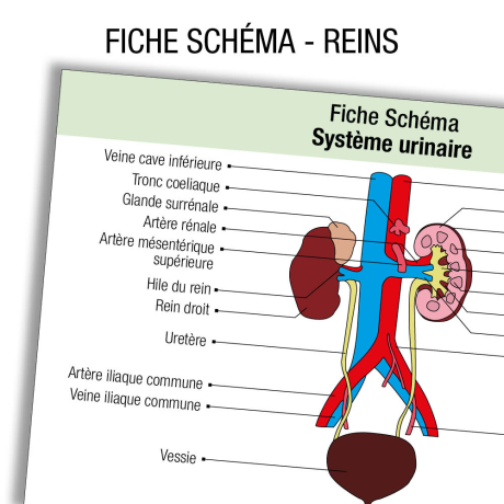 Fiche révision étudiant infirmier Anatomie Rein Schema - label-blouse.net