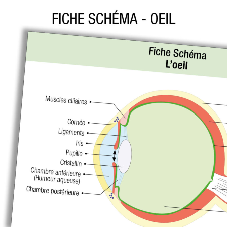 Fiche révision étudiant infirmier Anatomie il Schema